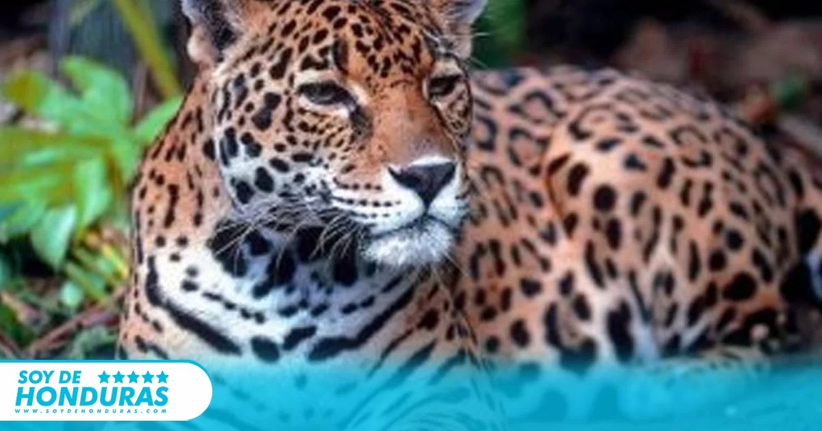 Animales En Peligro De Extinción Que Habitan En Honduras Soy De Honduras