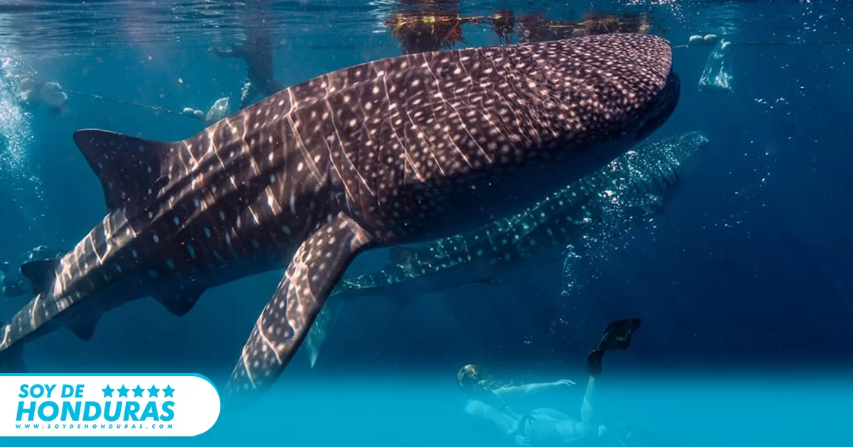 La Fauna Marina de Honduras y su influencia en el país. - Soy de Honduras