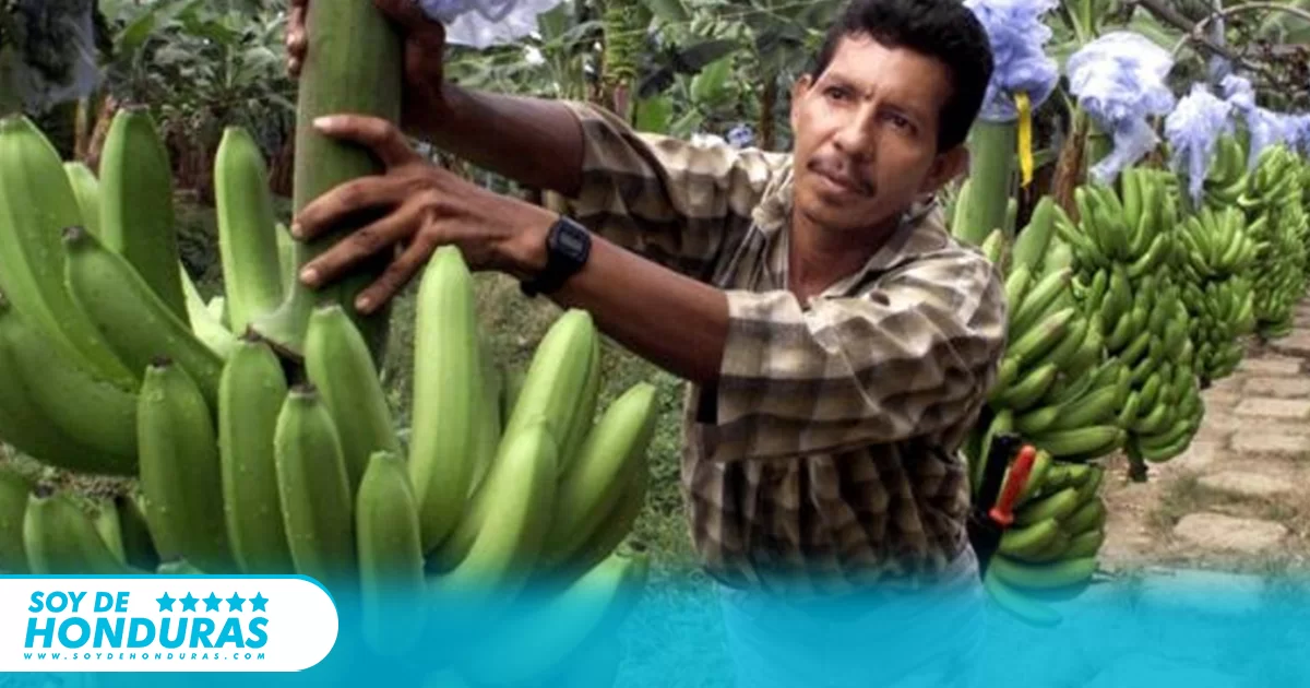 La Industria Bananera en Honduras. Historia e importancia. - Soy de ...